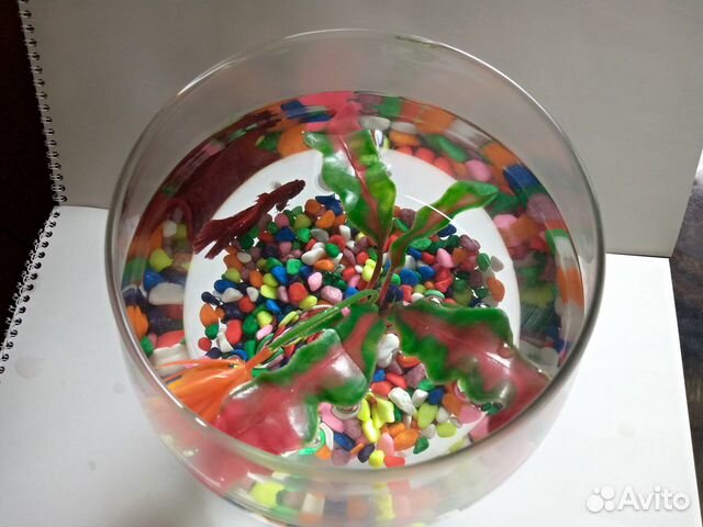 Бойцовая рыбка