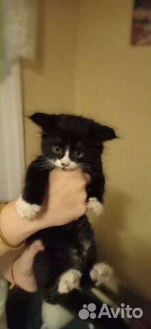 В добрые руки