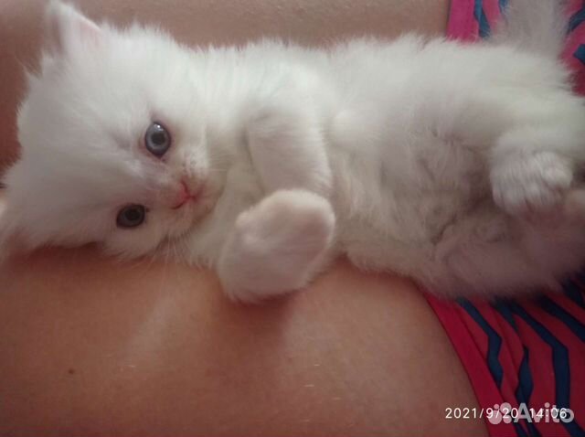 Кошка