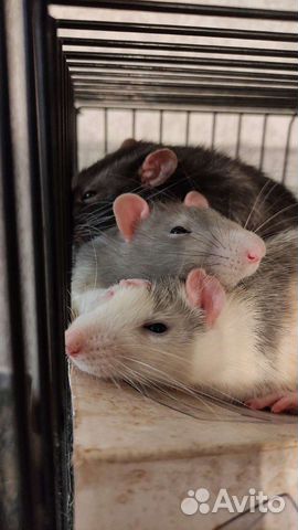 Крысы дамбо