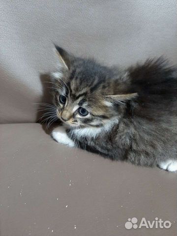 Кошечка икотик
