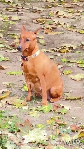 Цвергпинчер