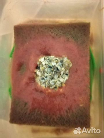 Живой корм для аквариумных рыб - аулофорус