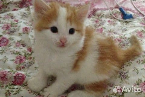 Котята в добрые руки даром