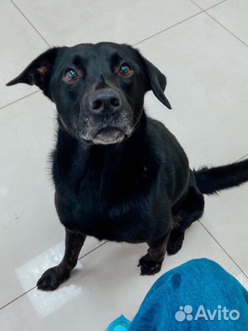 Барри очень ищет дом