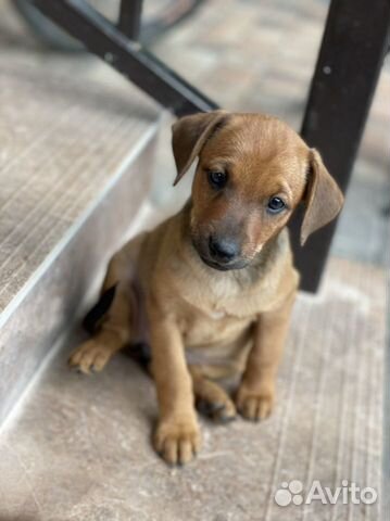 Щенки цвергпинчера