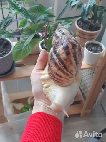 Улитки ахатины ретикулята альбино