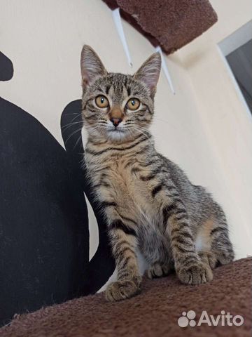 Котята в дар
