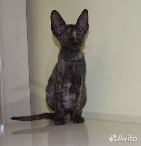 Корниш рекс кудрявые котята