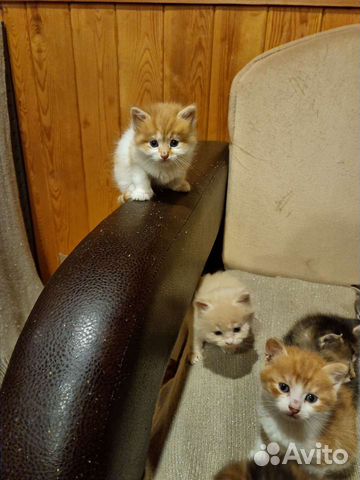 Кошки в добрые руки бесплатно