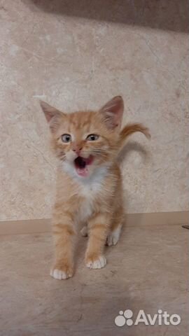 Котята мальчишки