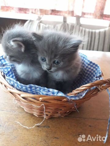 Котята