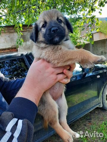 Щенок алабая бесплатно в добрые руки