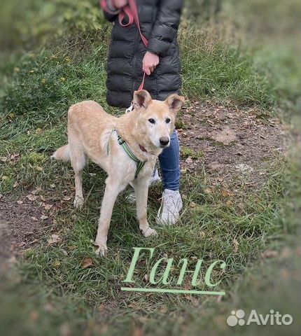 Возьмите Ганса домой на дожитие