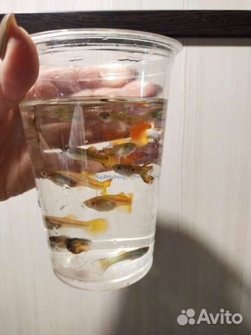 Аквариумные рыбки гуппи