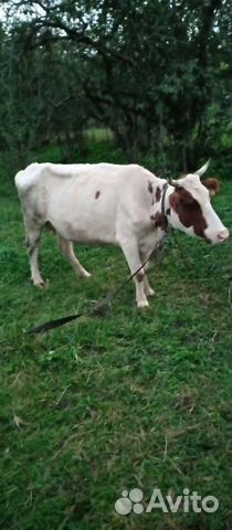 Айширская корова