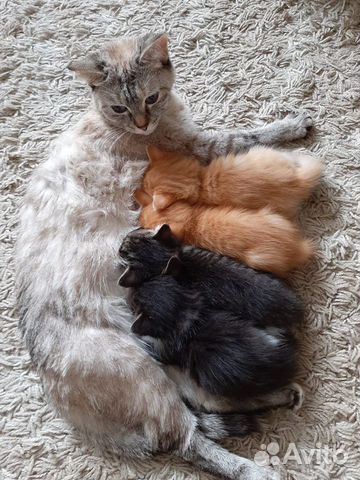 Котята в добрые руки