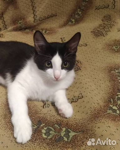 Котишка-мальчишка в добрые руки