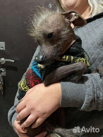 Китайская хохлатая в добрые руки