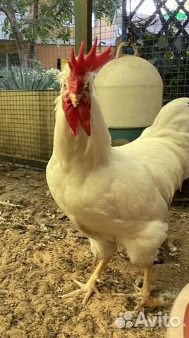 Петухи породистые