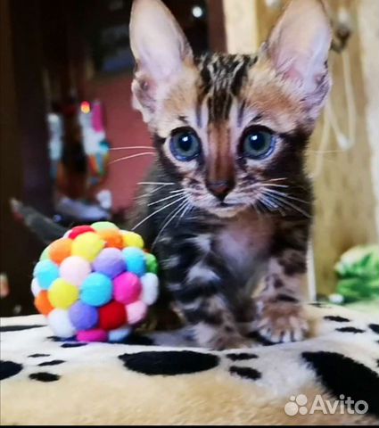 Бенгальская кошечка