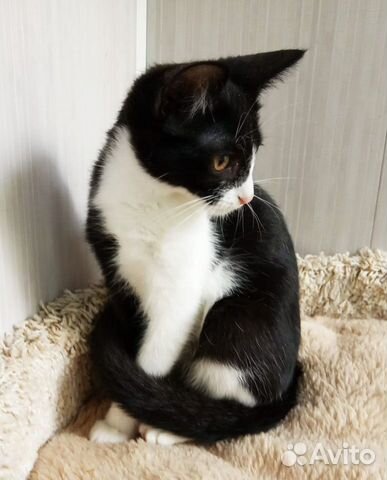 Котёнок (девочка)