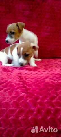 Джек Рассел терьер