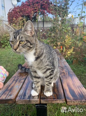 Кошка, котенок в дар