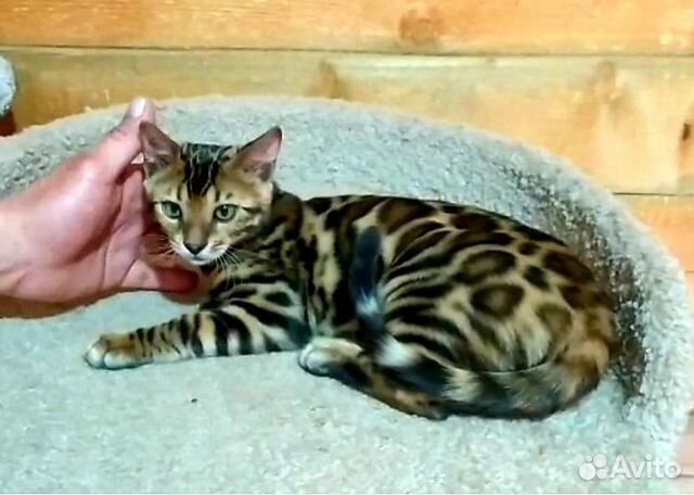 Бенгальские котята