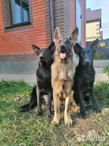 Подрощенные щенки рабочего разведения