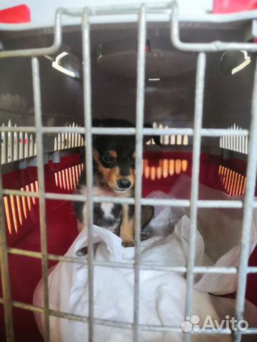 Собачка мелкой породы ищет дом