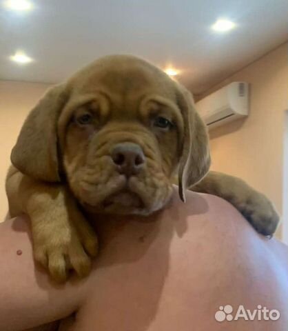 Собаки щенки