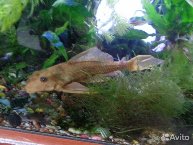 Сомы большие, гуппи, роголистник