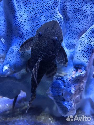 Редкий номерной сом L-459 (панак)