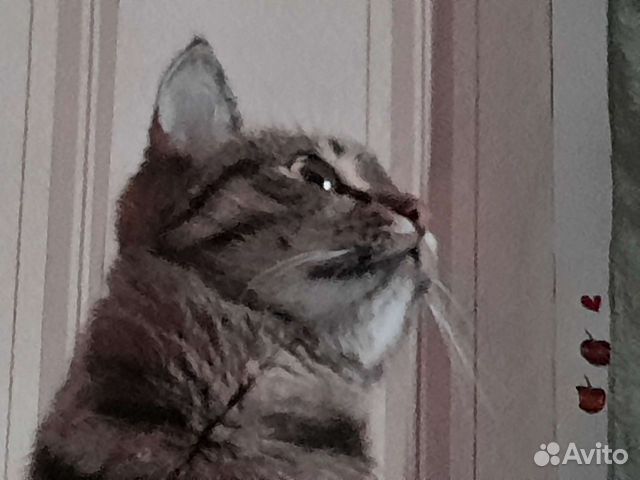 Кошки
