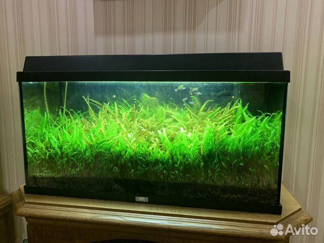 Аквариум Juwel record 160