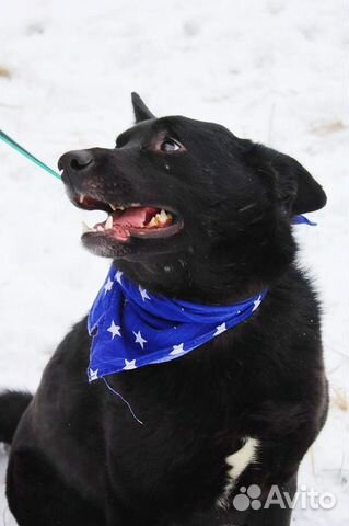 Ночка ищет дом