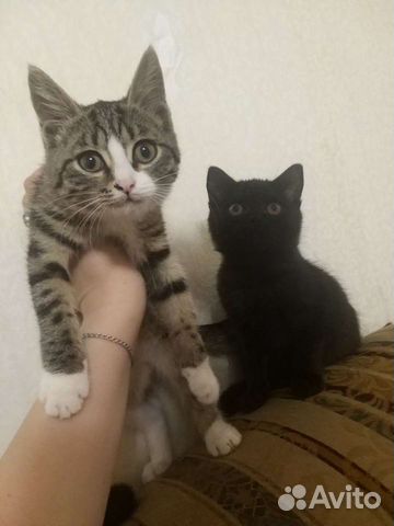 Отдам котят бесплатно, чёрный мальчик, другая дево