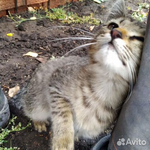 Котенок