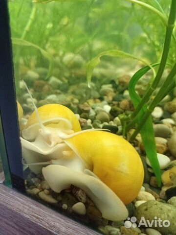 Улитки ампулярии