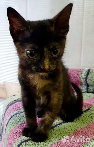 Котенок Кошечка Трехцветка Нелепая окраска