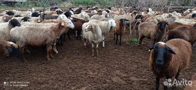 Матки с откорма