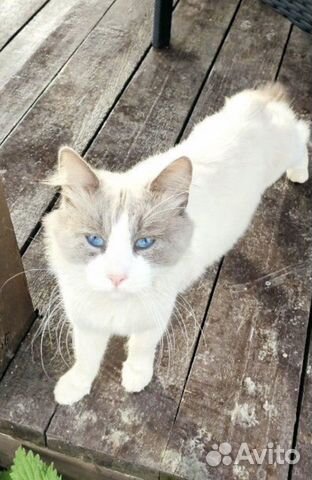 SOS породистый котик сноу шу выживает на даче