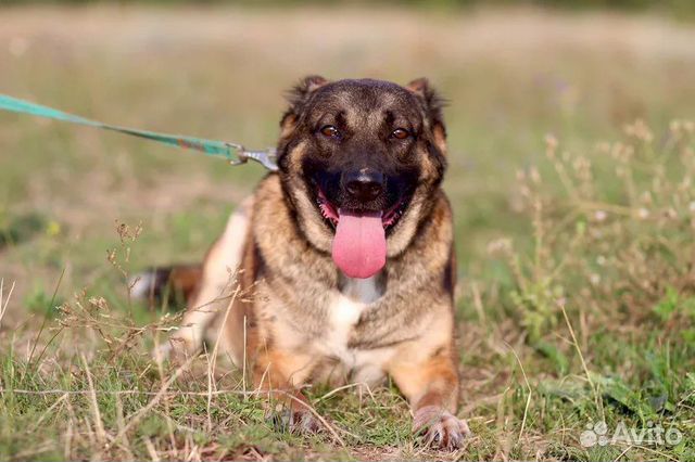 Мелисса в поисках дома