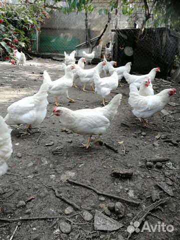 Куры леггорна