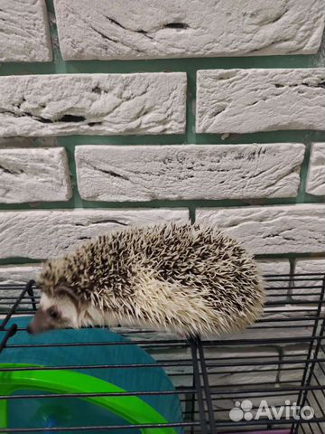 Африканский ёжик бесплатно