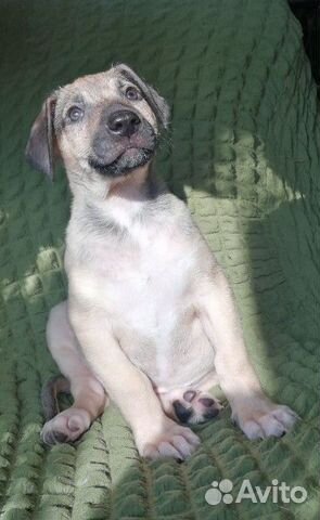 Стафтерьер (метис) 1.5 мес.мальчик