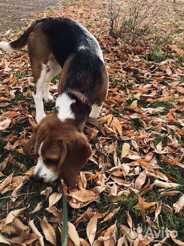 Бигль в добрые руки