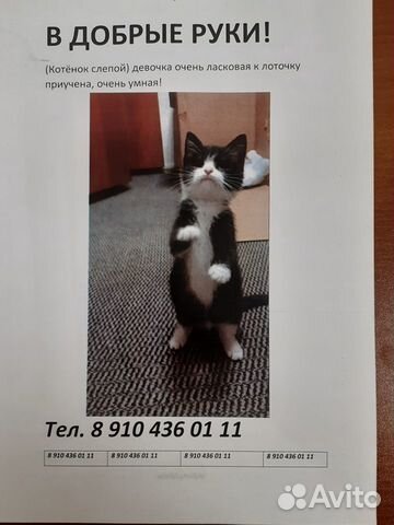 Котёнок В добрые руки