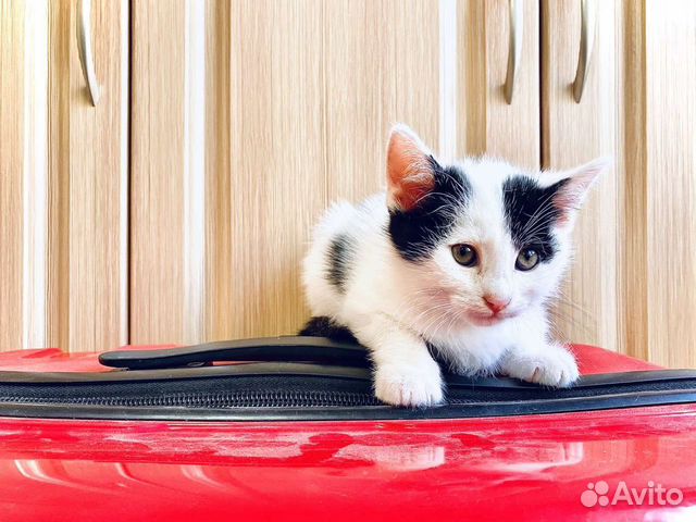 Котёнок, котенок, кот